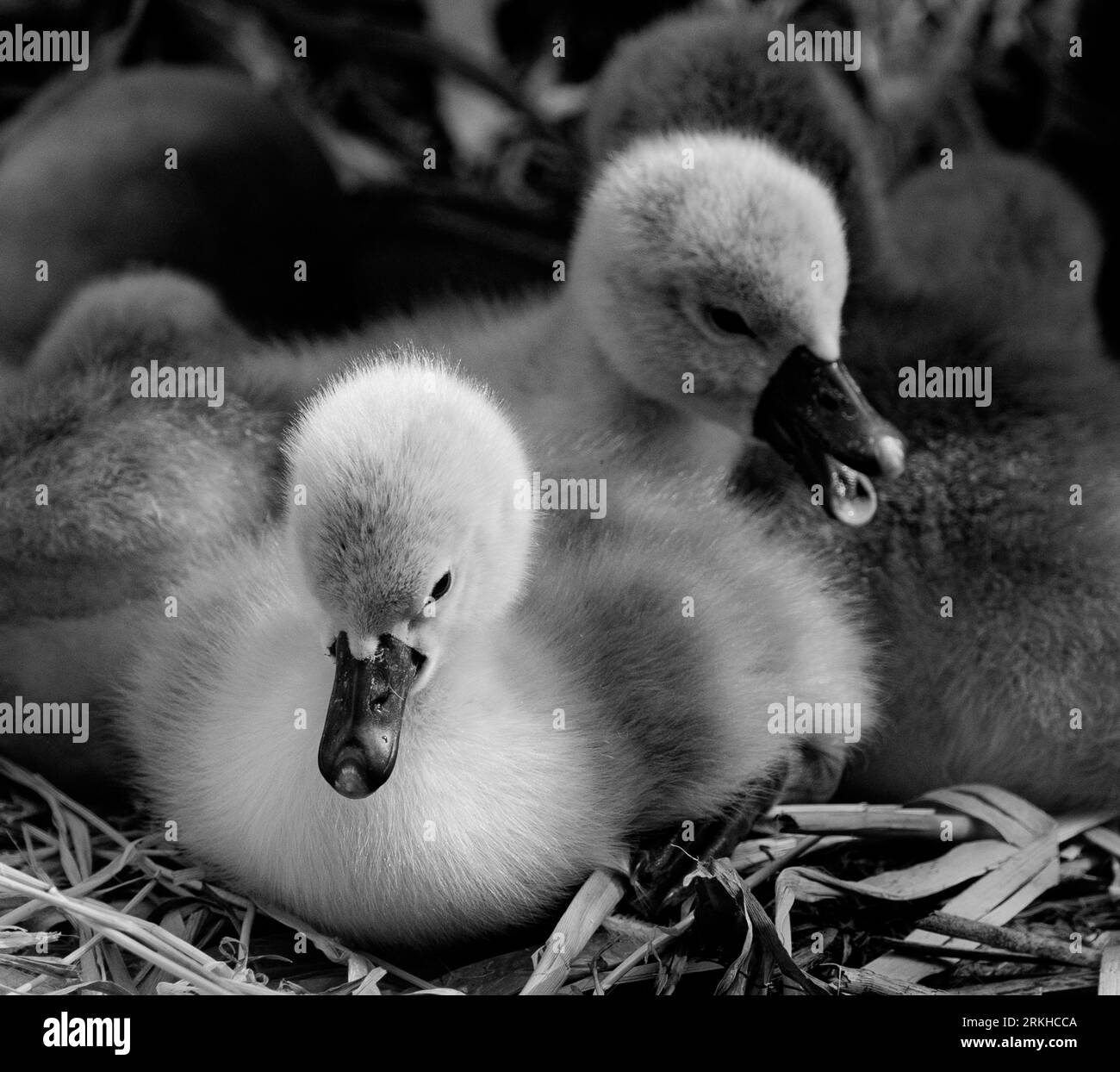 The cute cygnets resting peacefully near a lake in grayscale Stock ...