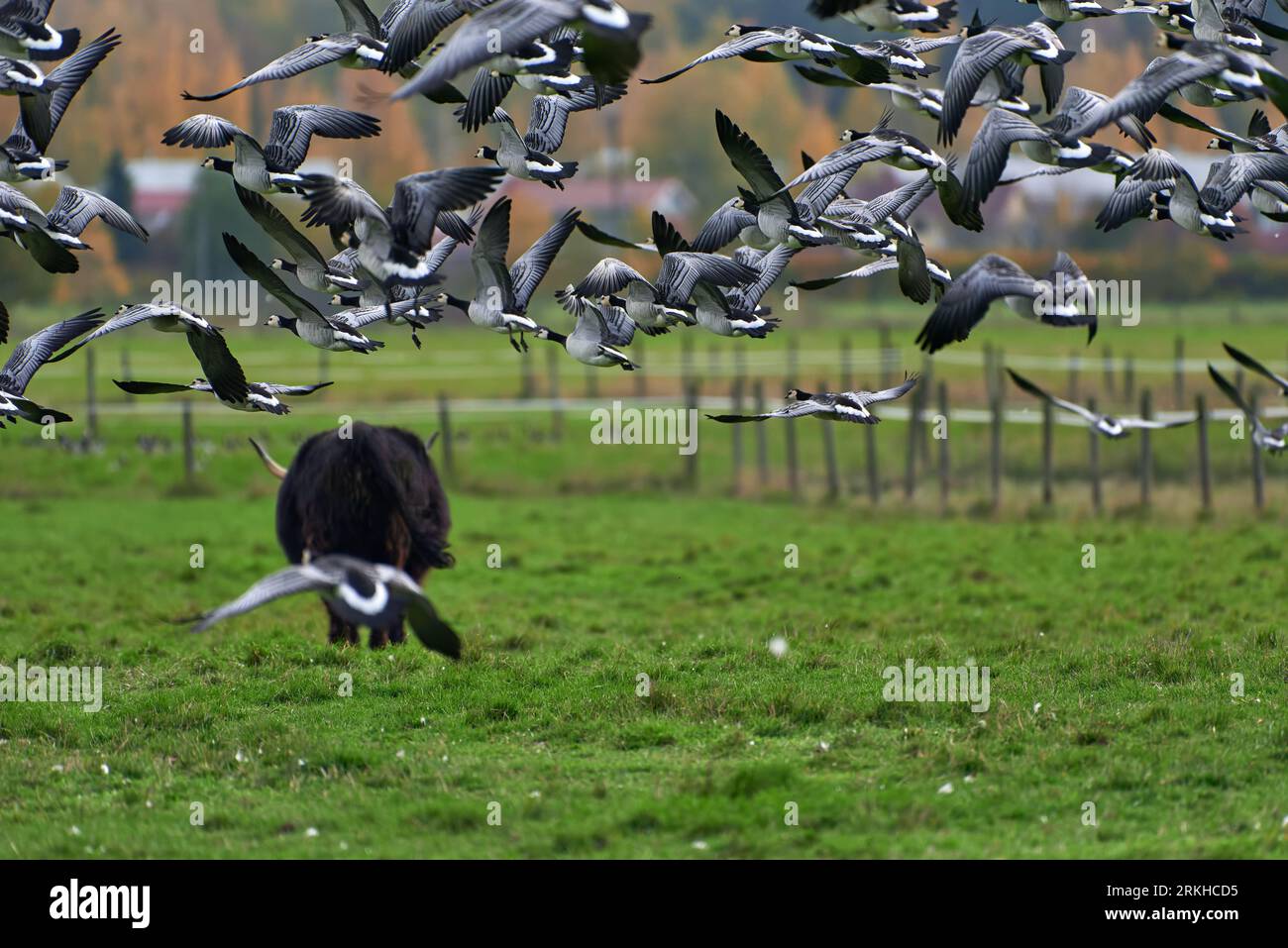 Flying with horns hi-res stock photography and images - Alamy