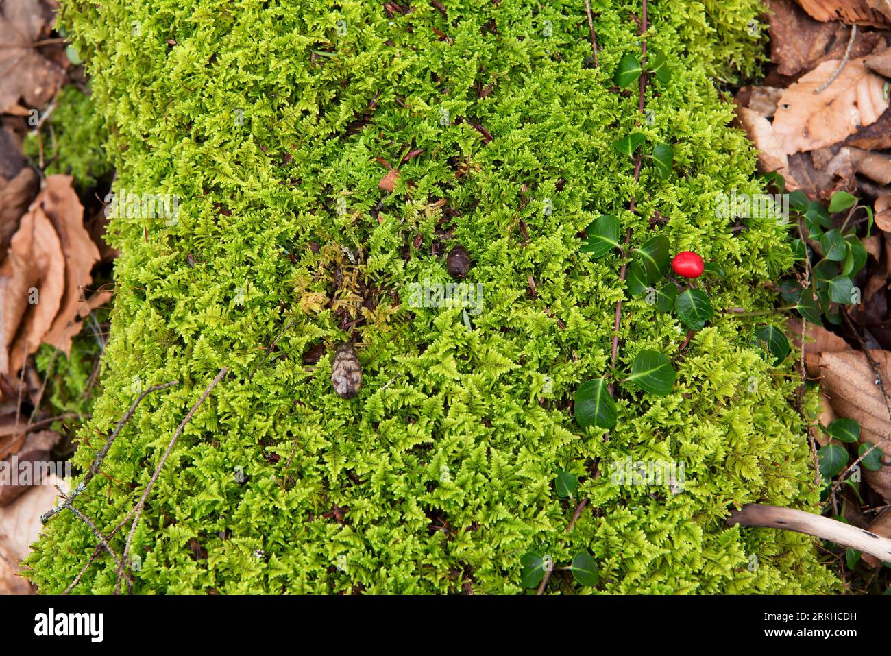 A partridge berry plant and single red berry growing on a moss covered ...