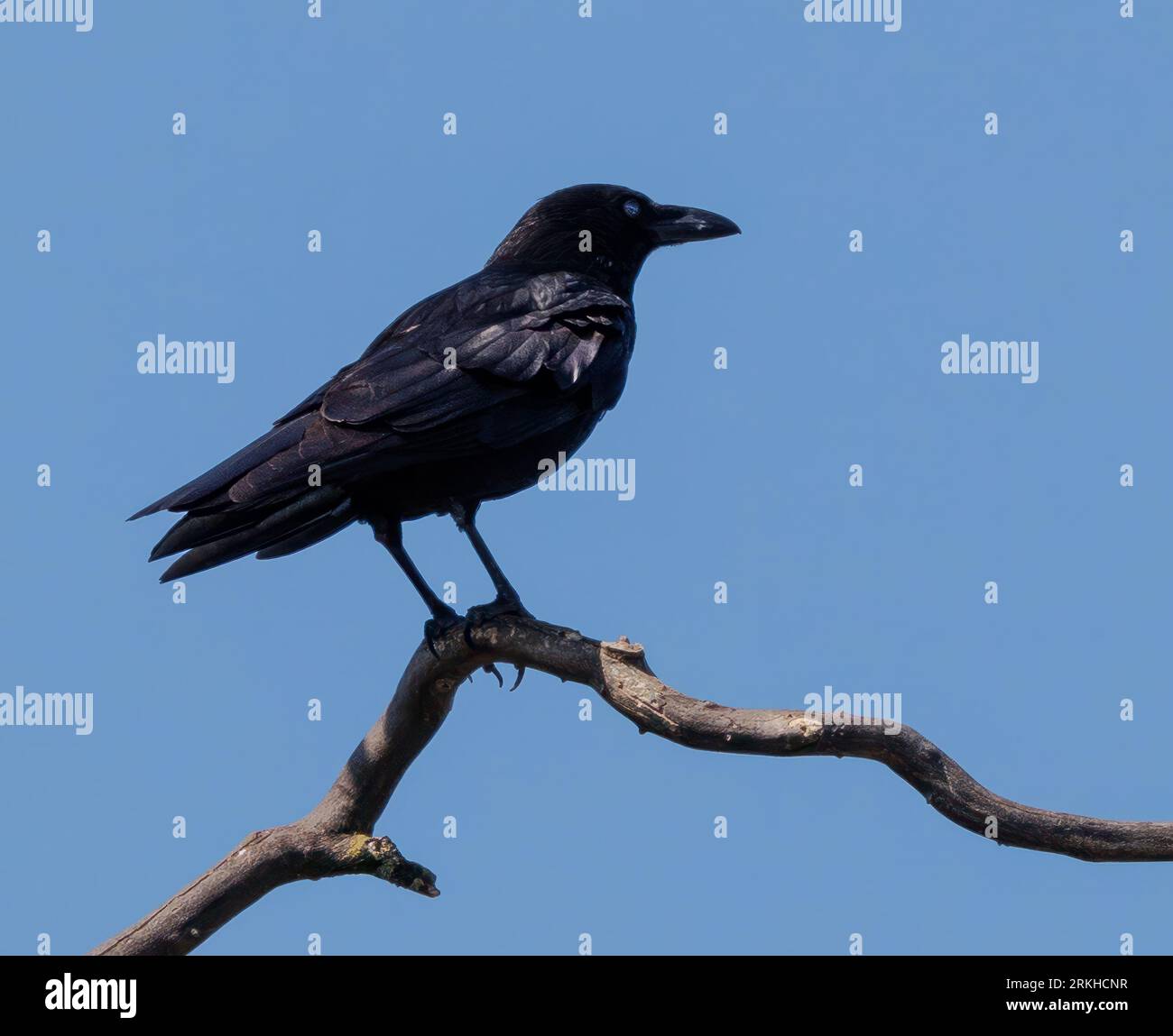Raven perched on dead branch hi-res stock photography and images - Alamy