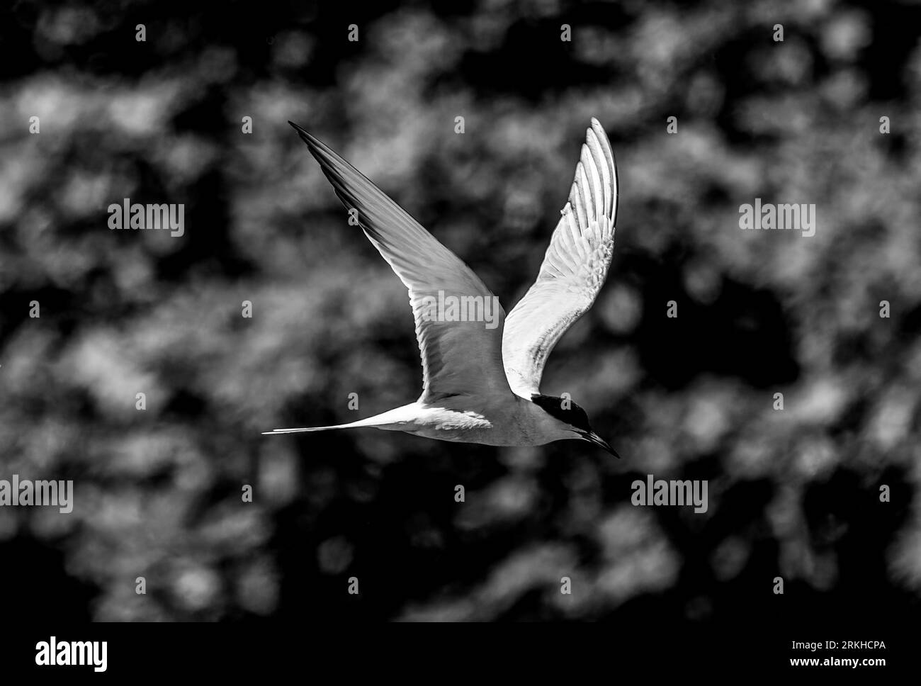 A majestic bird Tern (Sternidae) with a wide wingspan soars over a ...