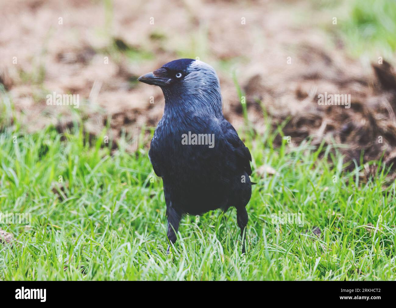 A black Jackdaw (Coloeus monedula) perched on the ground in a grassy ...