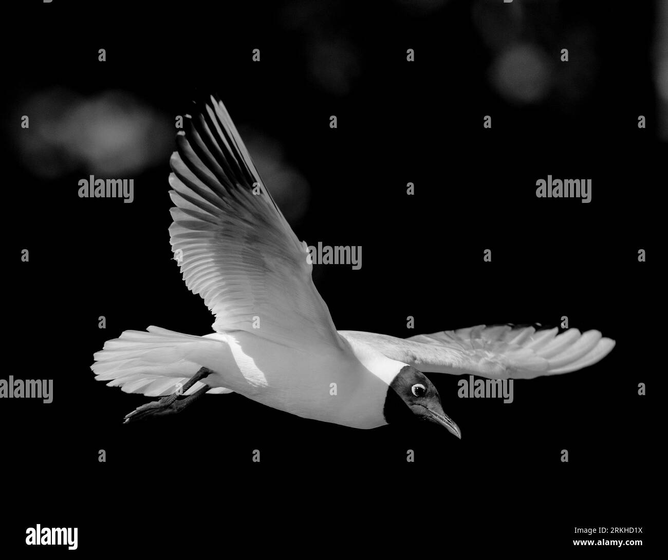 A majestic bird Tern (Sternidae) with a wide wingspan soars over a ...