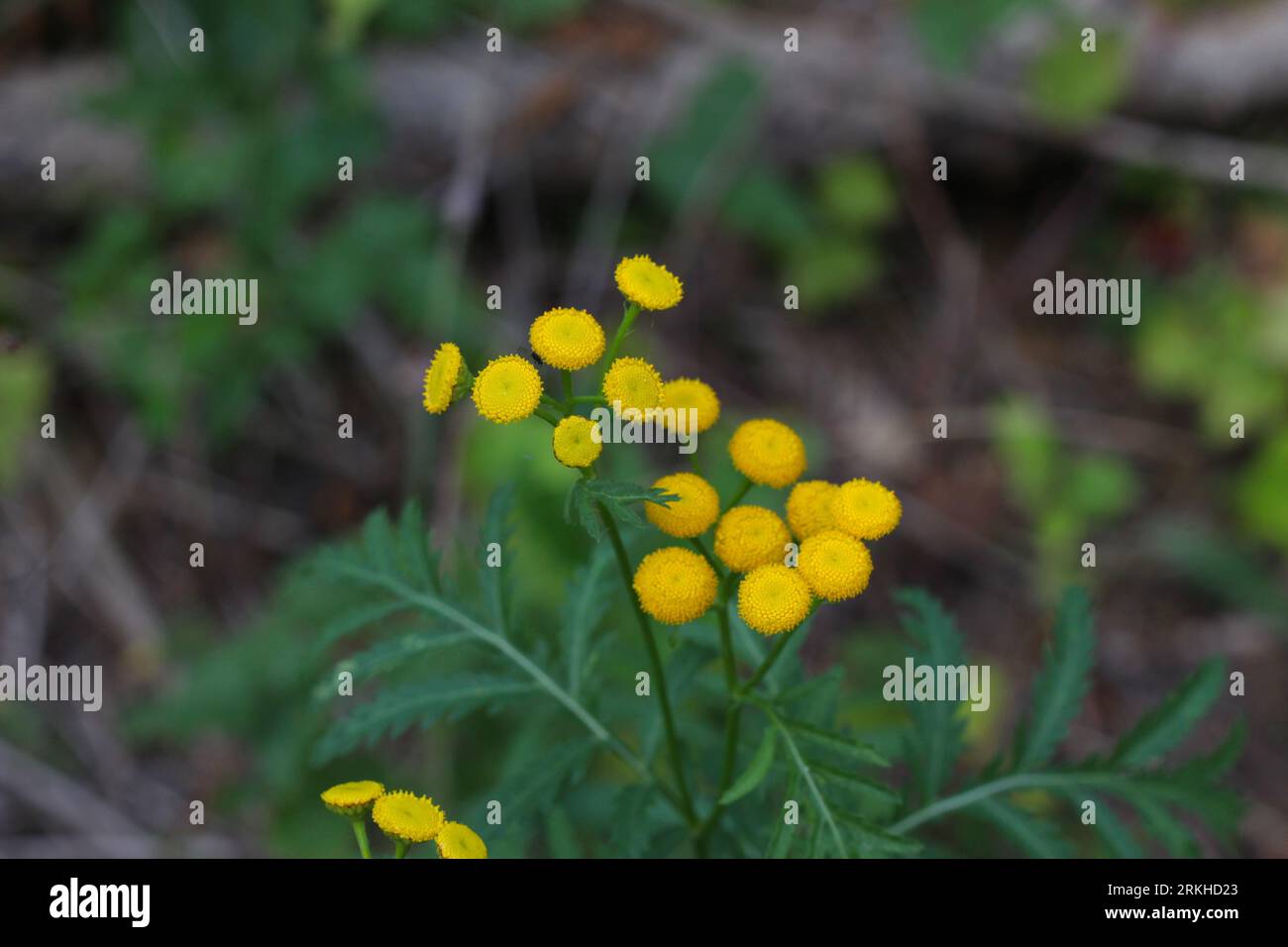 Bright yellow blooms are clustered on a shrub, creating a burst of ...