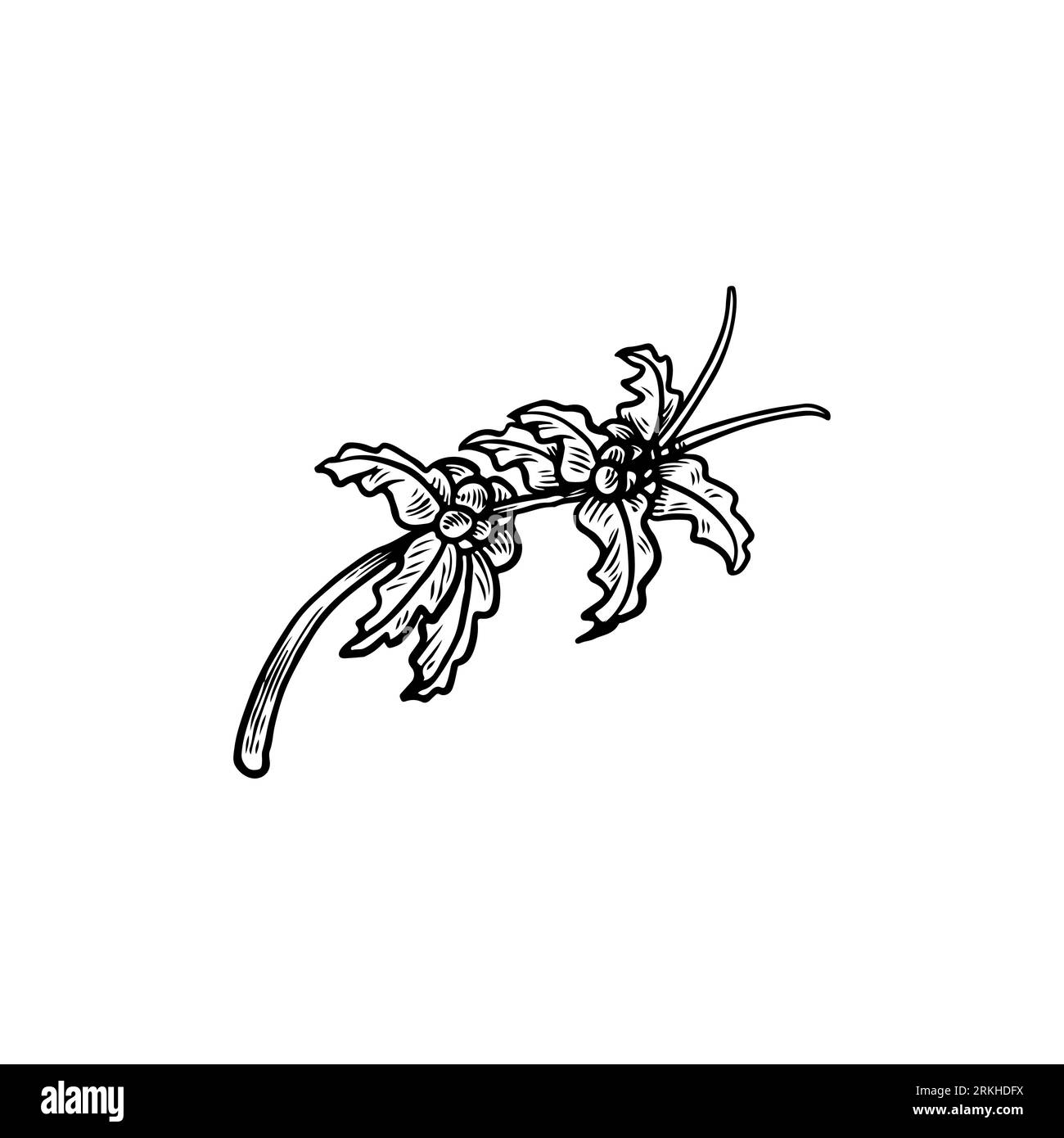 Coffee beans illustration. A coffee tree branches with flower, leaves ...