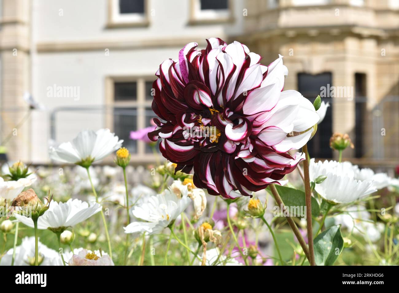 Duffryn gardens hi-res stock photography and images - Alamy