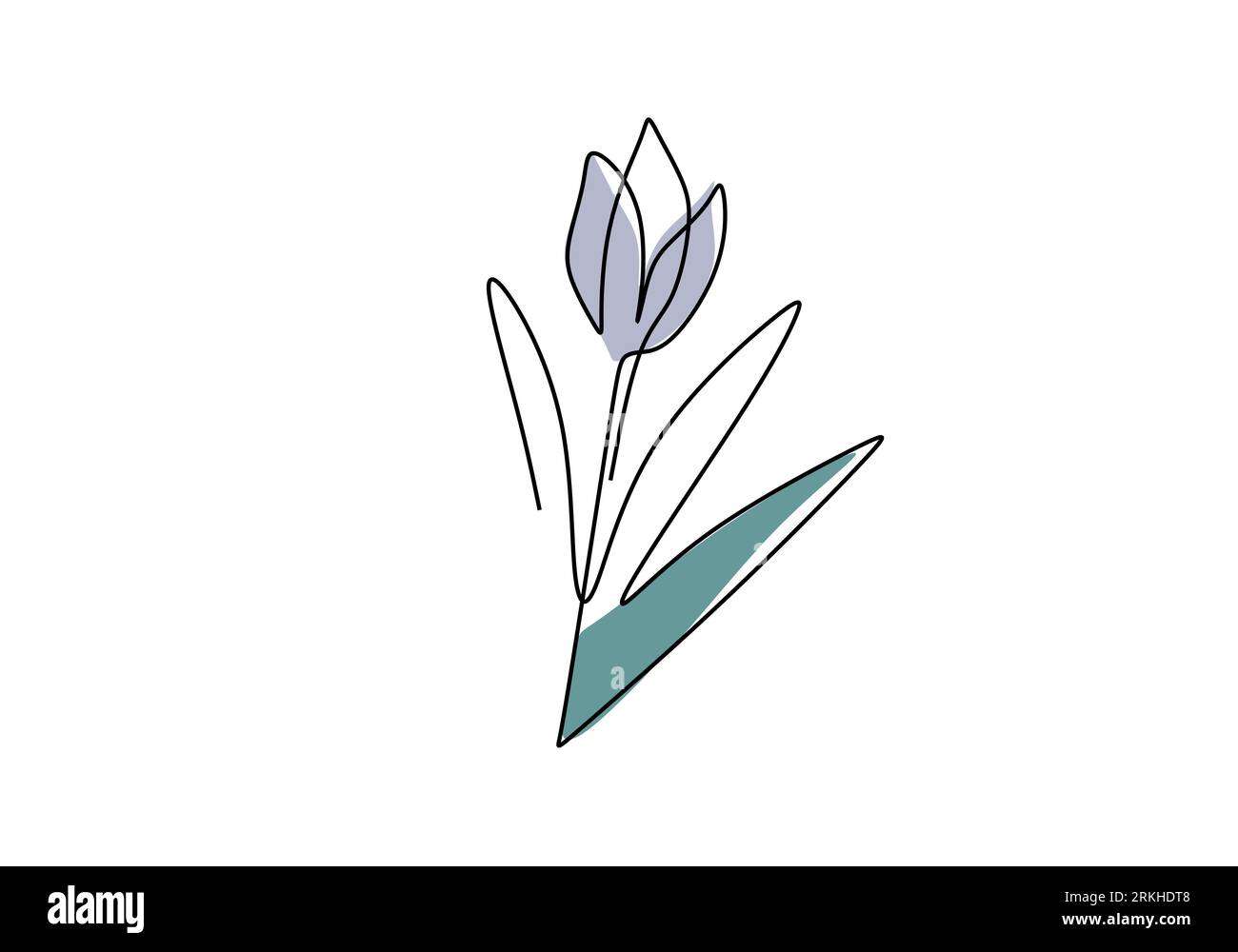 Beautiful tulip flower Stock Vector Images - Alamy
