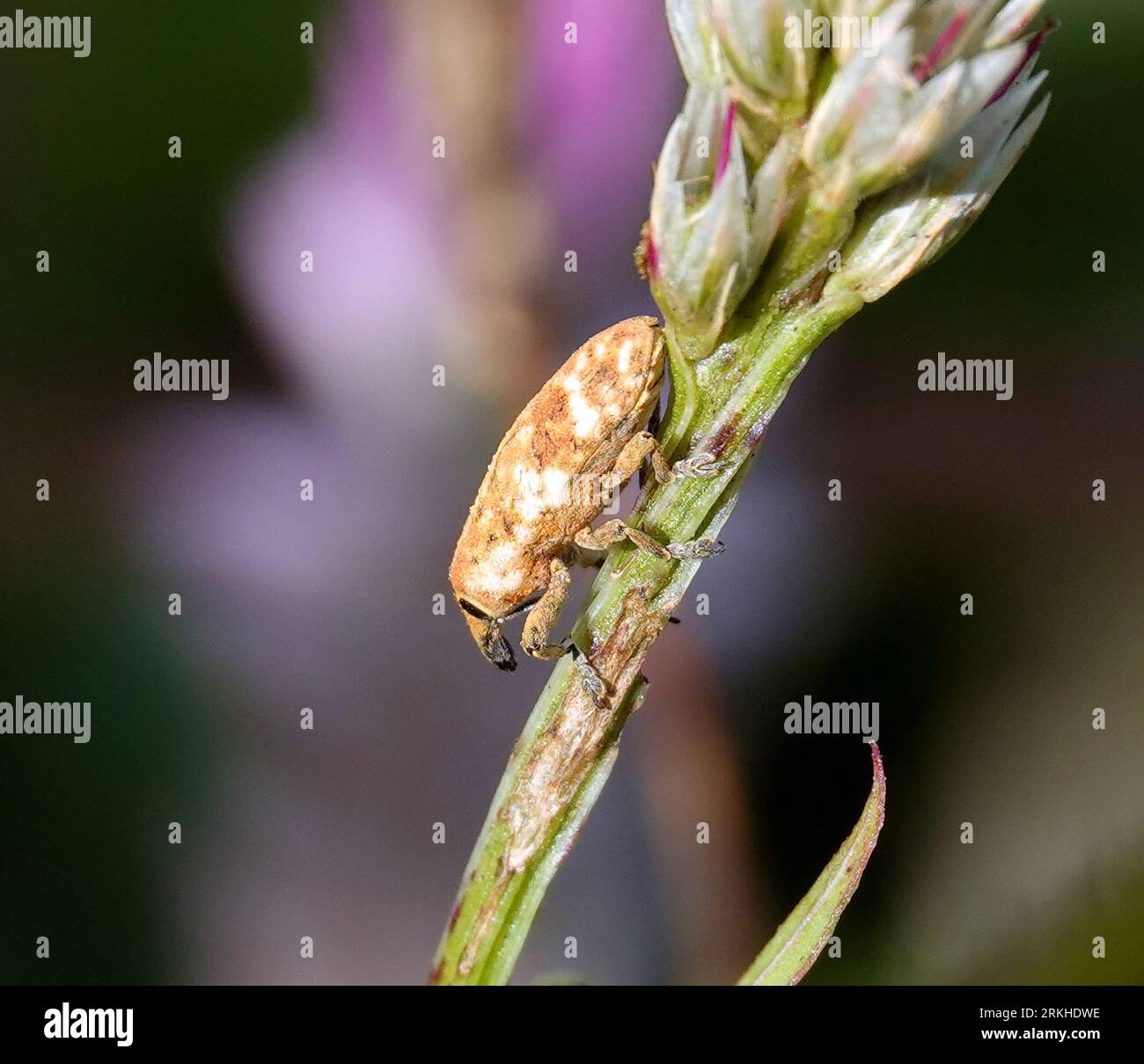 Thin insect hi-res stock photography and images - Alamy