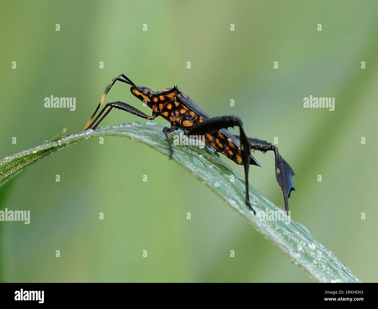 Reduviidae hi-res stock photography and images - Alamy