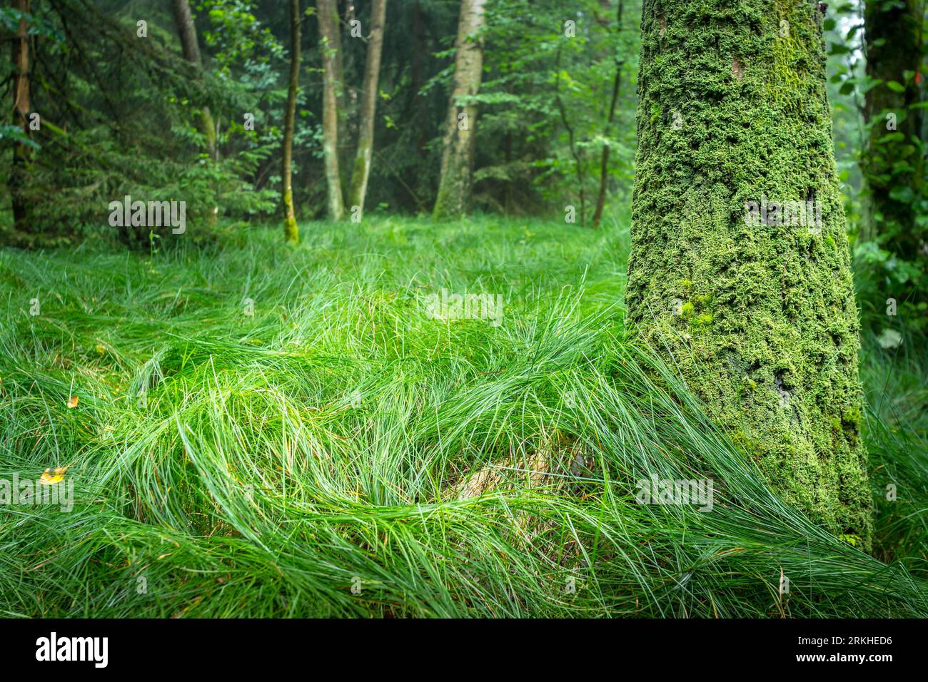 A lush green tree in the midst of a grassy forest, its leaves ...