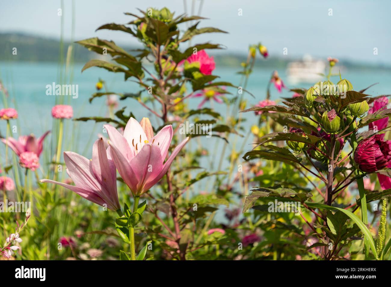 Mainau, Germany, July 20, 2023 Colorful flowers in a park at the lake ...