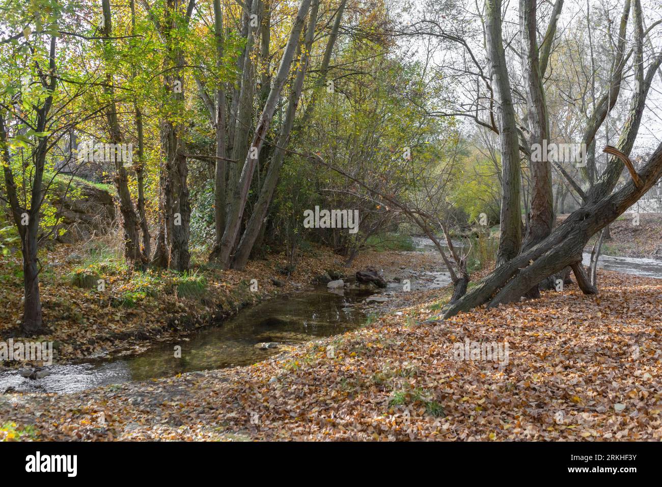 Landscape of a river and the arrival of autumn with the fallen leaves ...