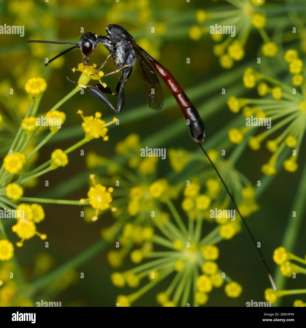 Gasteruption jaculator Family Gasteruptiidae Genus Gasteruption ...