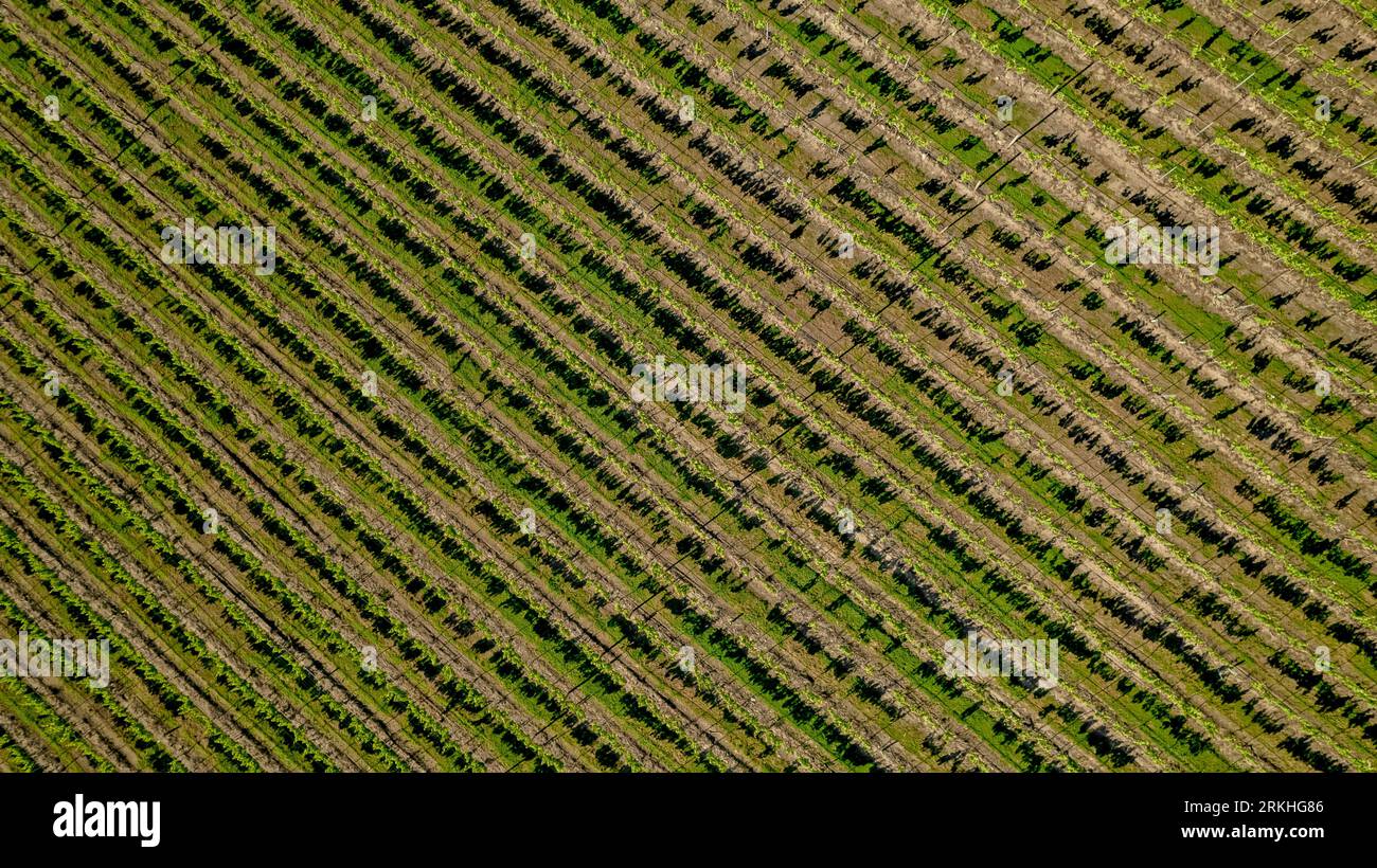 An aerial view of a lush, expansive, green field, surrounded by trees ...