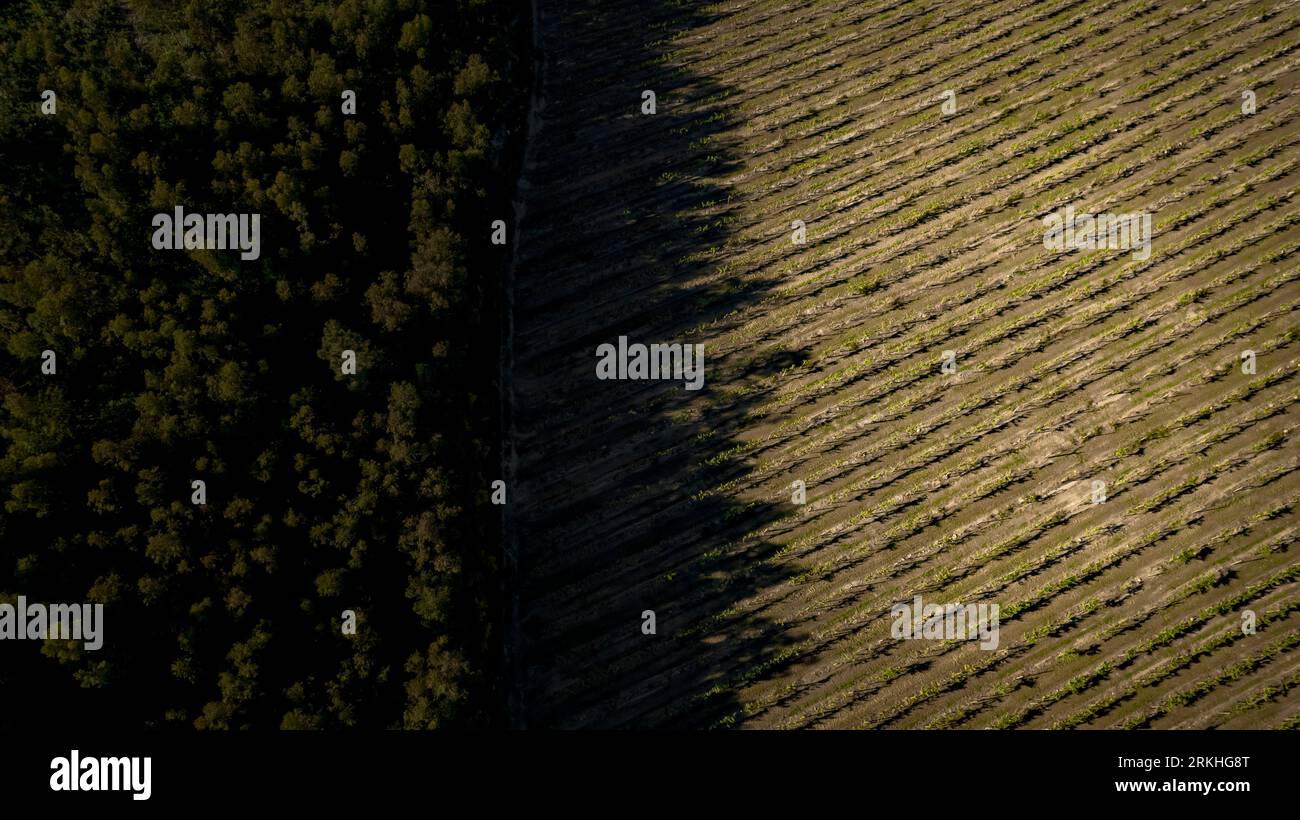 An aerial view of a lush, expansive, green field, surrounded by trees ...