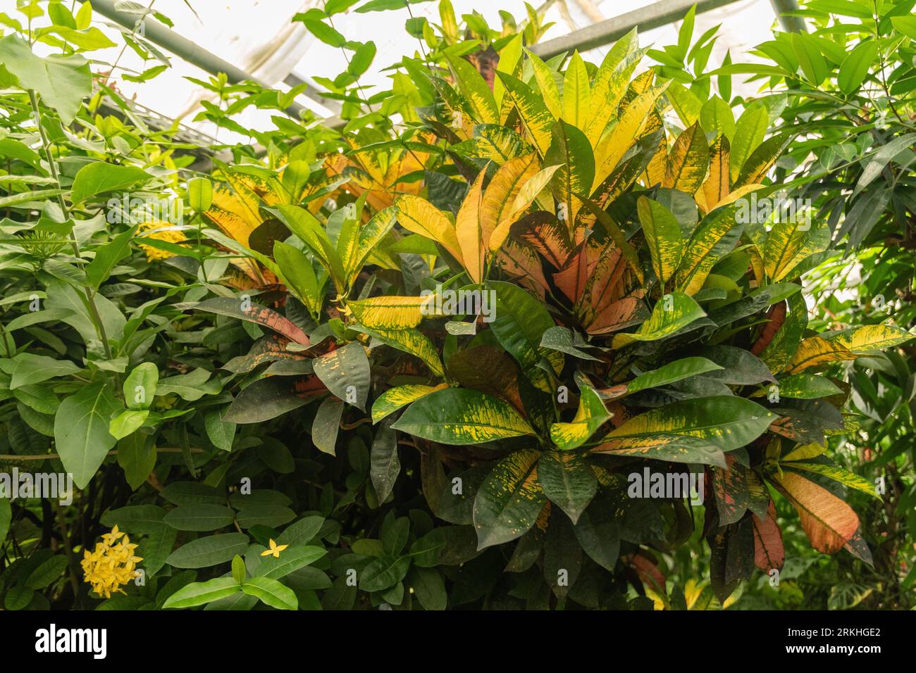 Mainau, Germany, July 20, 2023 Fire Croton or Codiaeum Variegatum plant ...
