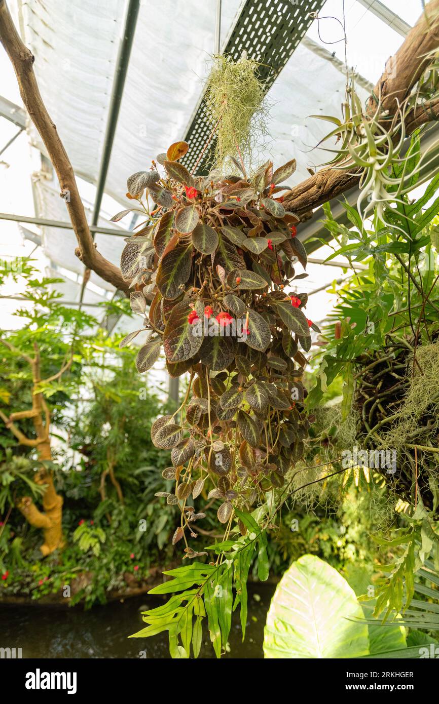 Exotic ecosystem hi-res stock photography and images - Alamy