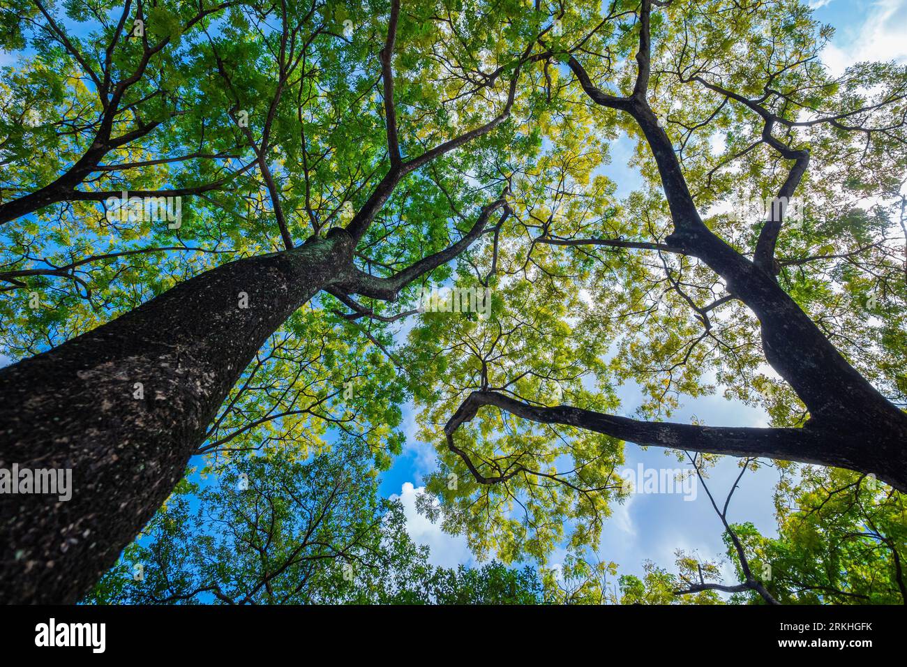 Low angle view of a European ash tree. Forest trees from bellow Stock ...