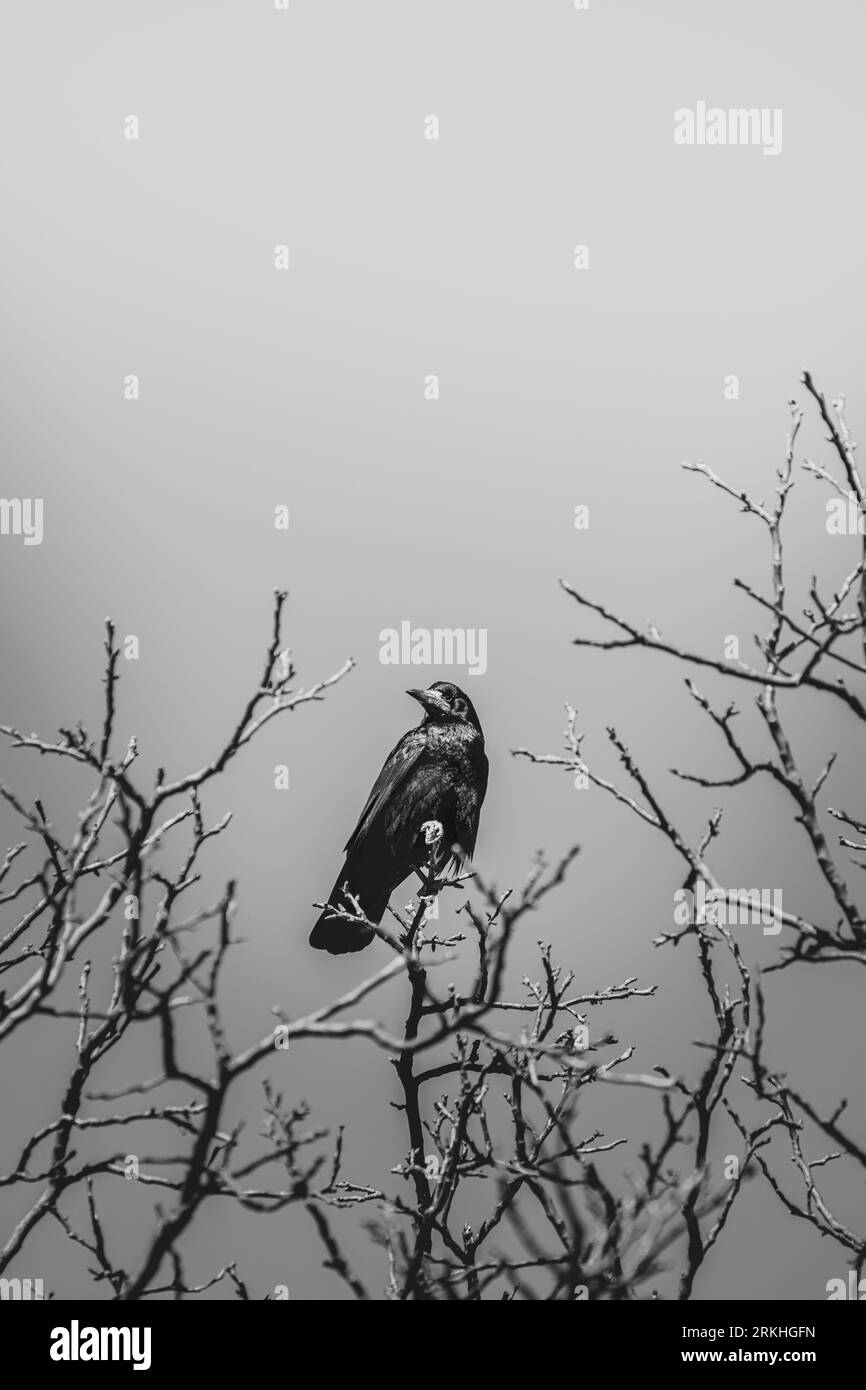 Crow resting on tree Black and White Stock Photos & Images - Alamy