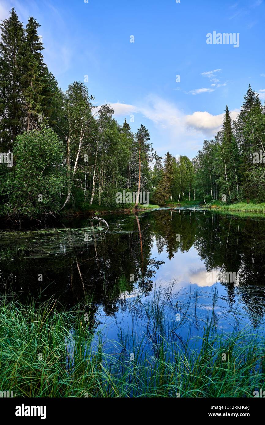 A vertical of the Karvakkojoki river in a green forest in Kemijarvi ...