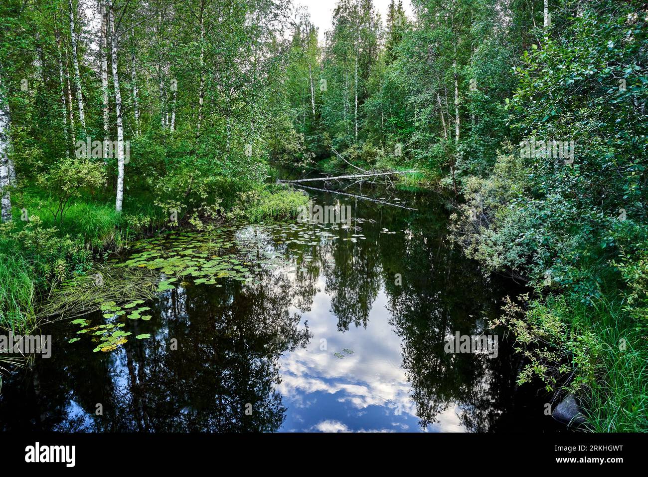 A scenic view of the Karvakkojoki river in a green forest in Kemijarvi ...