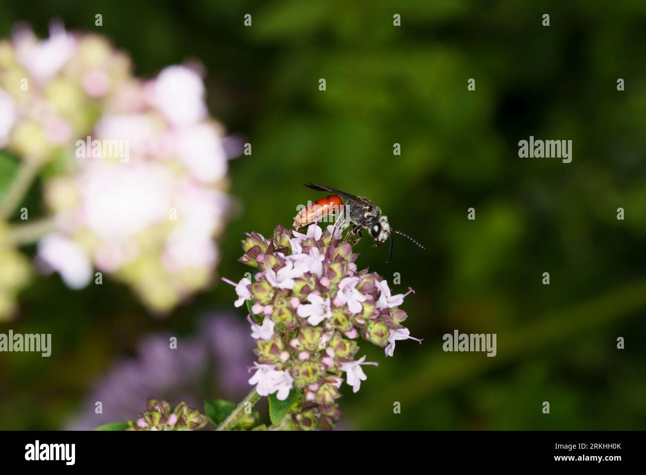 Sphecodes albilabris Family Halictidae Genus Sphecodes Giant blood bee ...