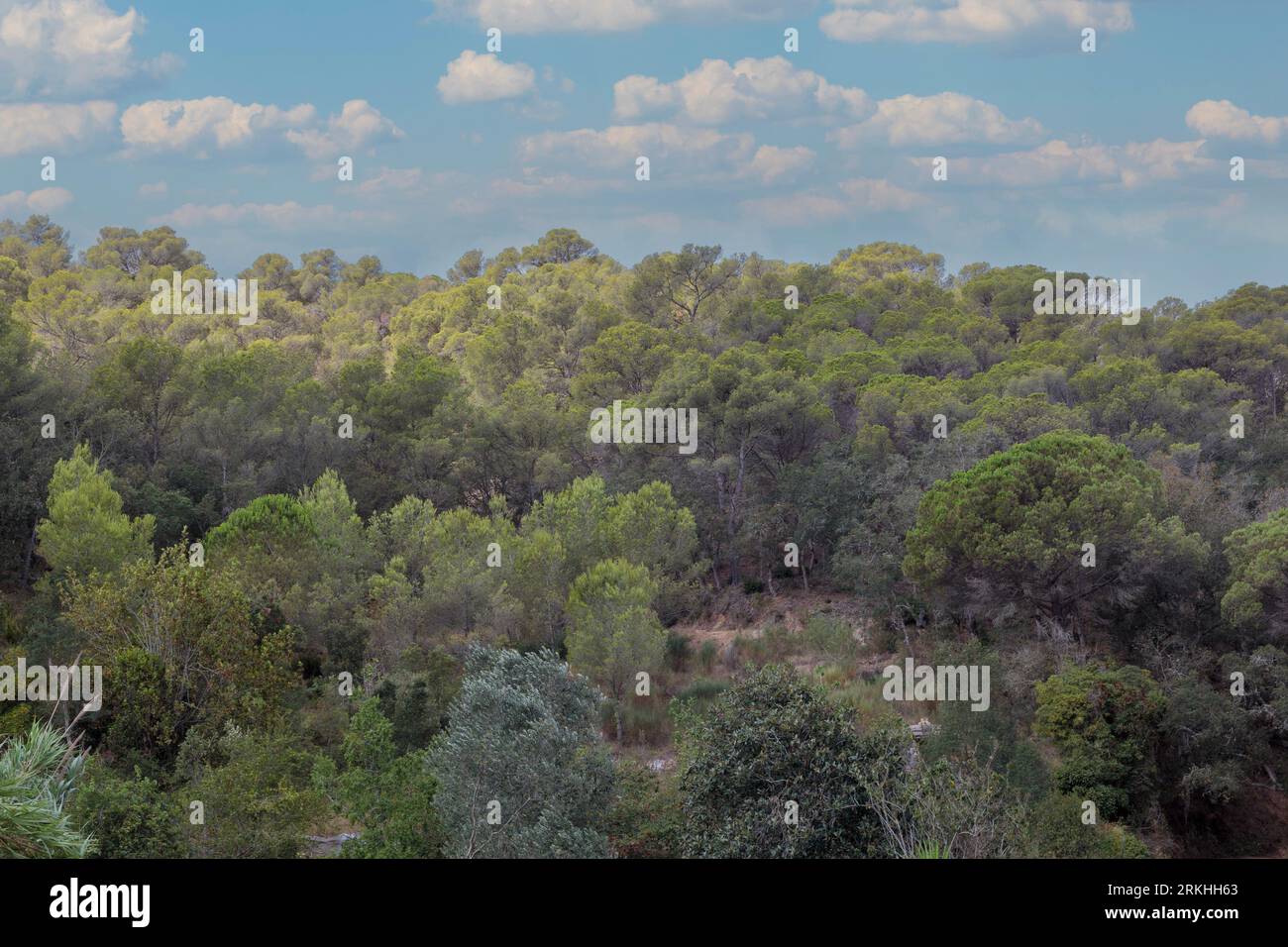Lush Greenery: Typical Spanish Forest Landscape Stock Photo - Alamy