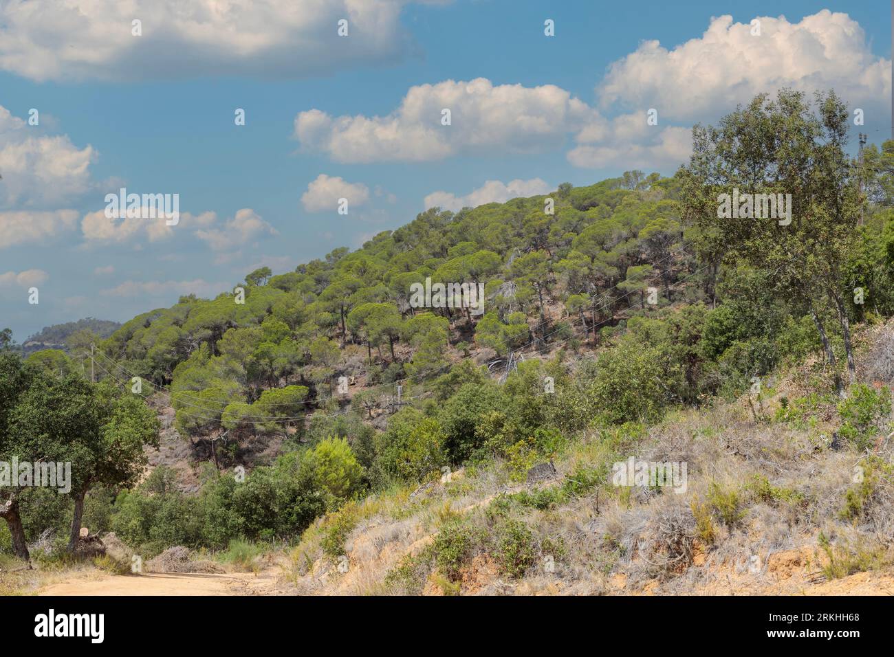 Verdant wilderness hi-res stock photography and images - Alamy