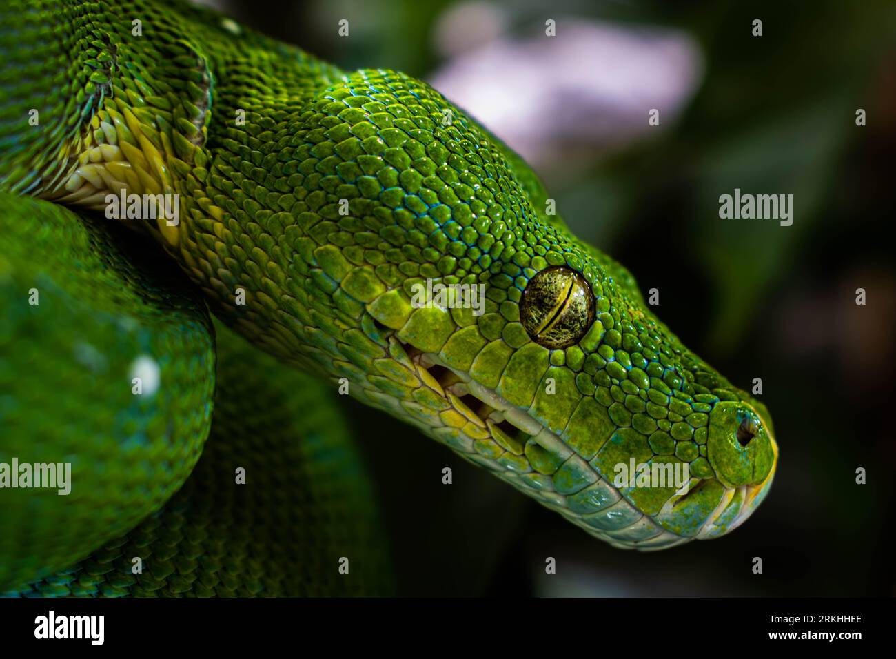 An image depicting a large green snake coiled around the trunk of a ...