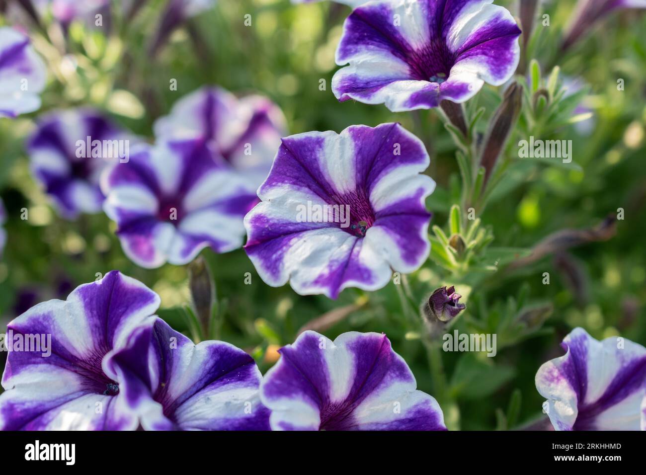 Pretty petunia hi-res stock photography and images - Alamy