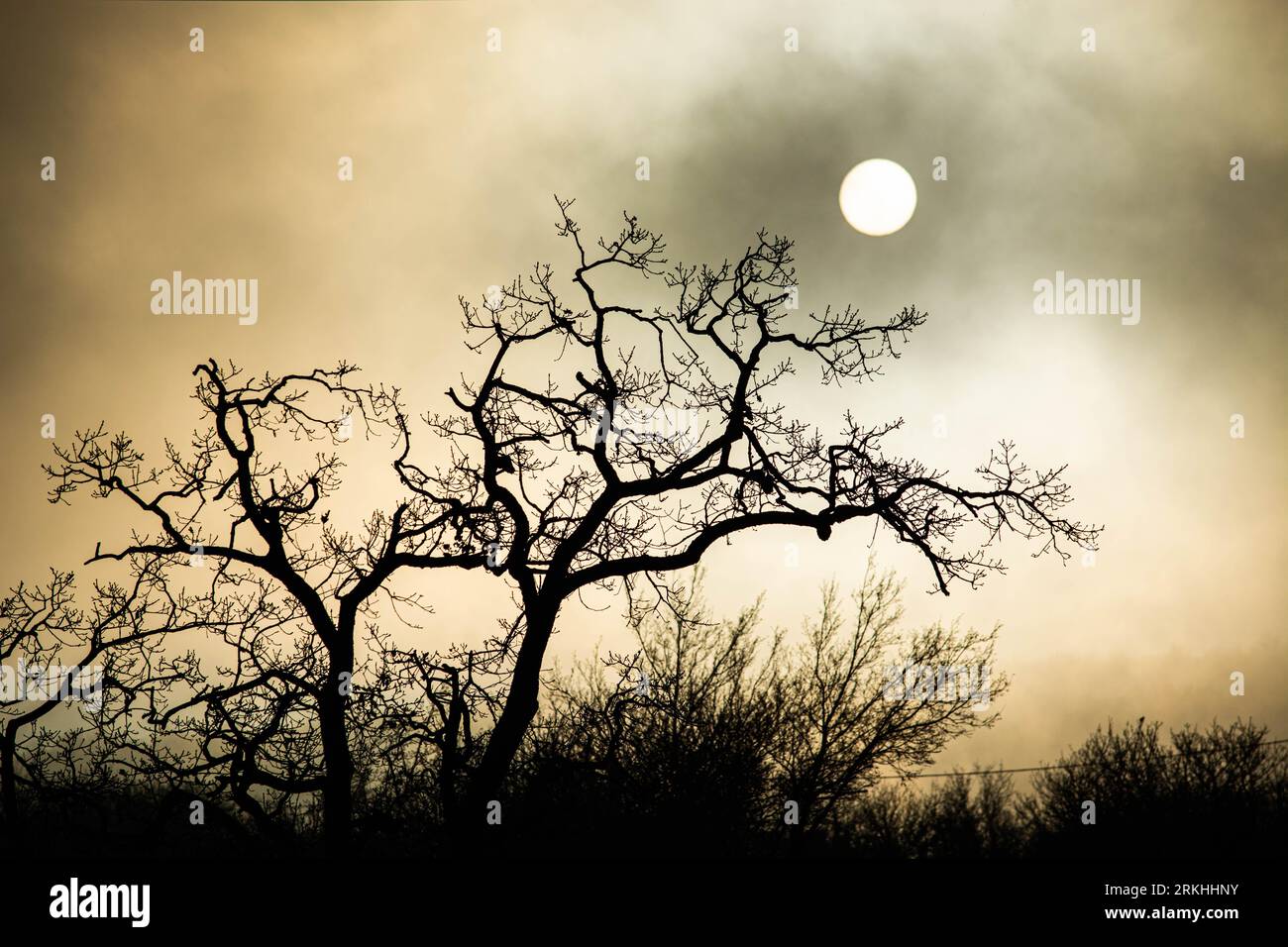 A full moon is visible in the night sky, partially obscured by a ...