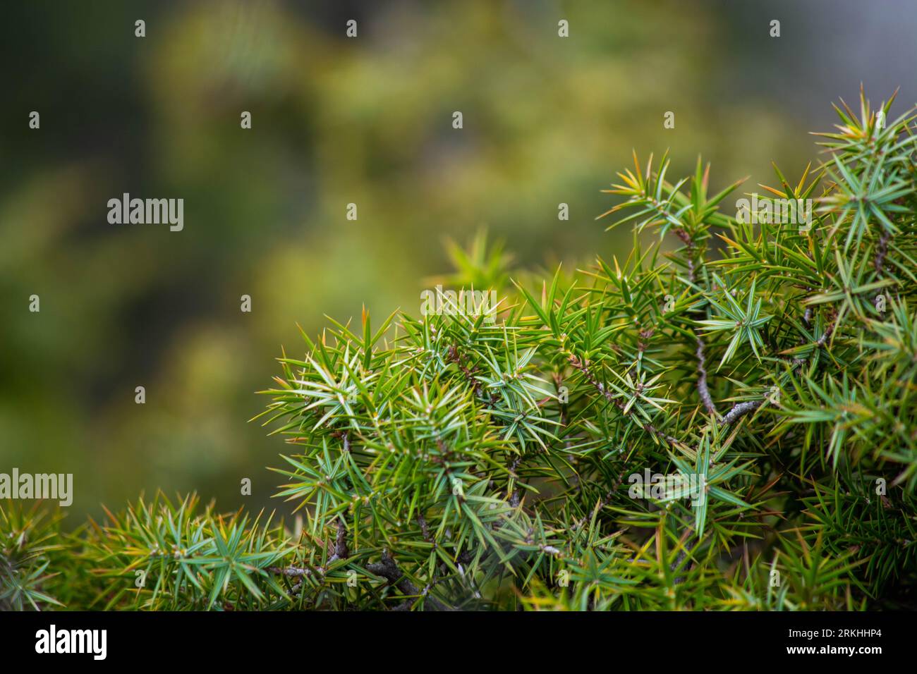 A tranquil landscape featuring a collection of lush, vibrant green ...