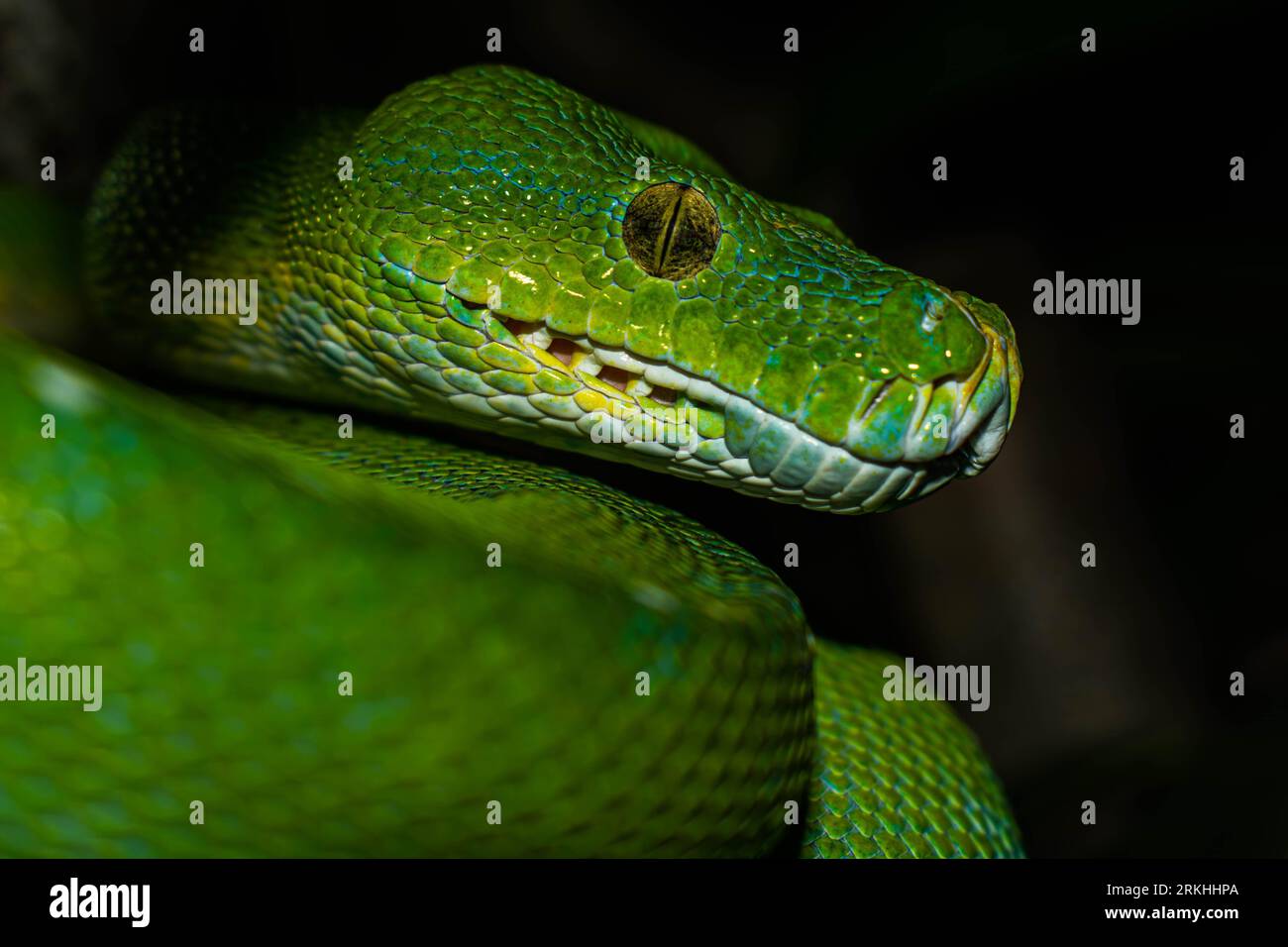 A close-up image of an emerald green snake, coiled and ready to strike ...