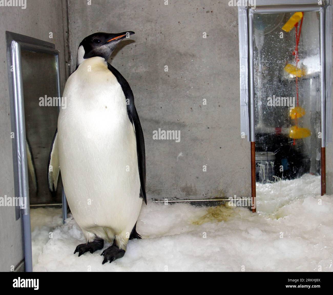 Baby Emperor Penguin Happy Feet