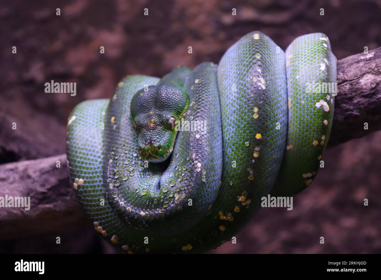 Closed Up Picture of Green Tree Python Rolling on a Tree Trunk Stock ...