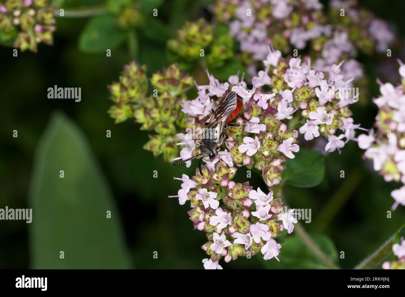Red bee hi-res stock photography and images - Alamy