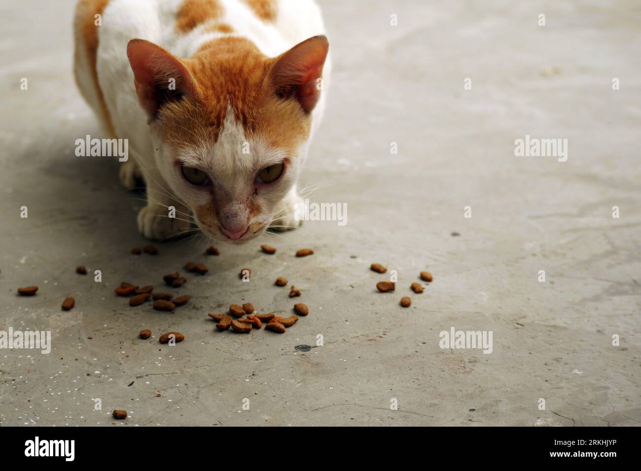 Feral cats feeding hi-res stock photography and images - Alamy