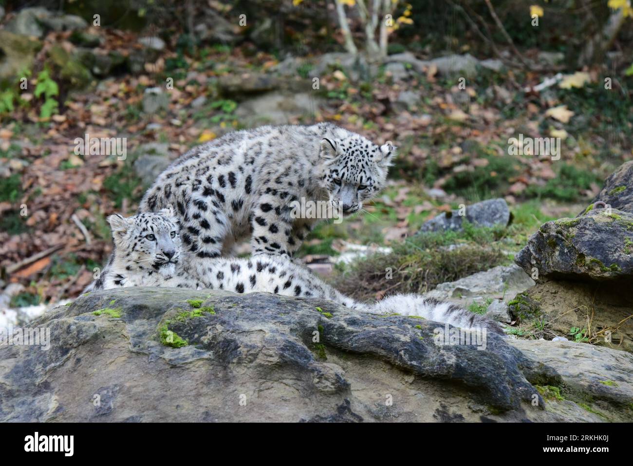 The two snow leopards (Panthera uncia) in a confined area Stock Photo ...
