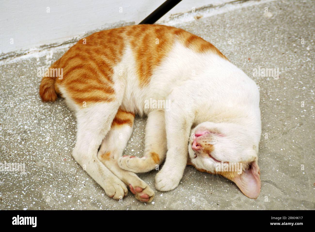 Feral cats feeding hi-res stock photography and images - Alamy