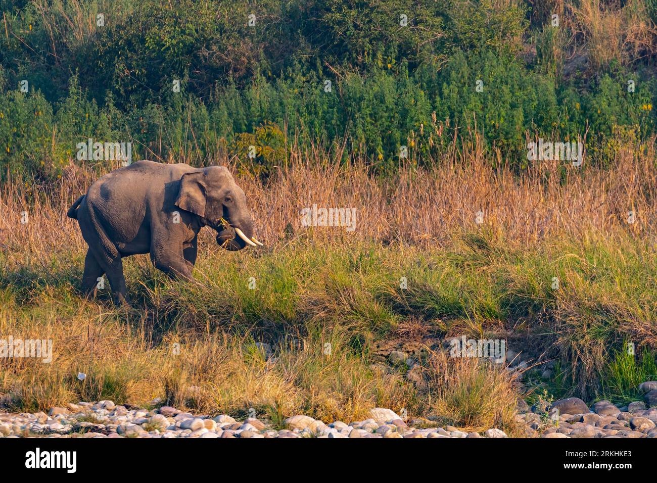 An African elephant casually walking along a path of grass and rocks ...
