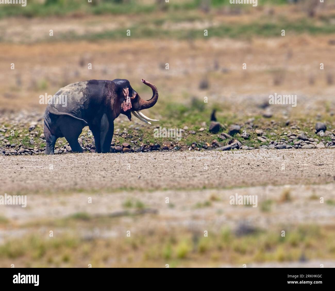 An African elephant walking through a dry desert landscape Stock Photo ...