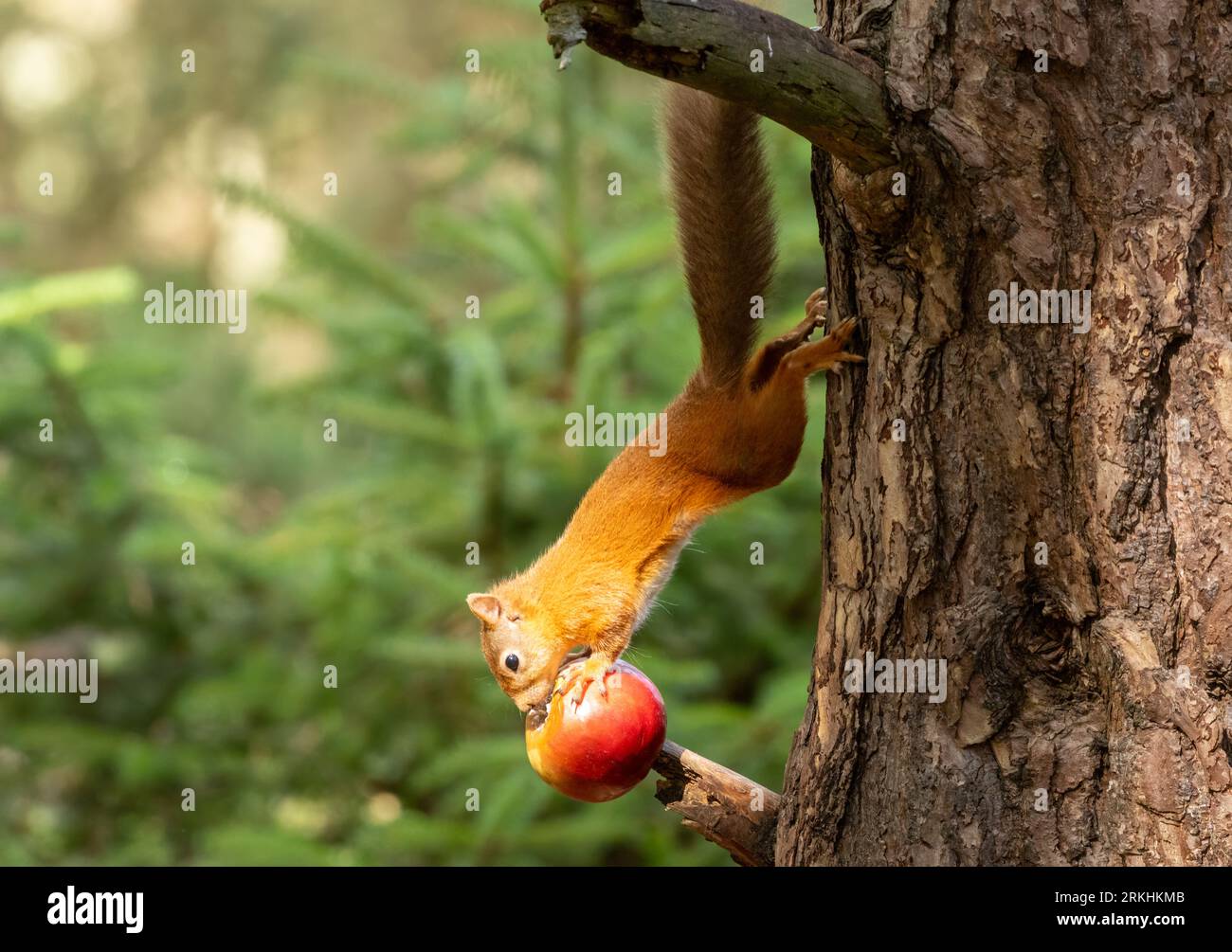 Cute little scottish red squirrel eating a juicy red apple on the ...