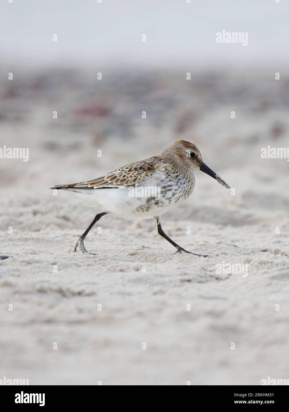 Dunlin on beach hi-res stock photography and images - Alamy