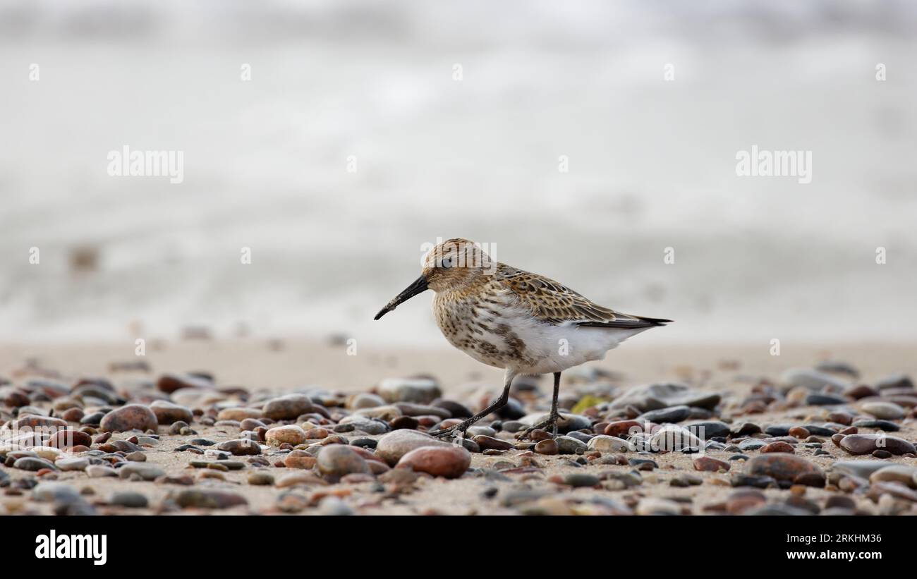 Dunlin on beach hi-res stock photography and images - Alamy