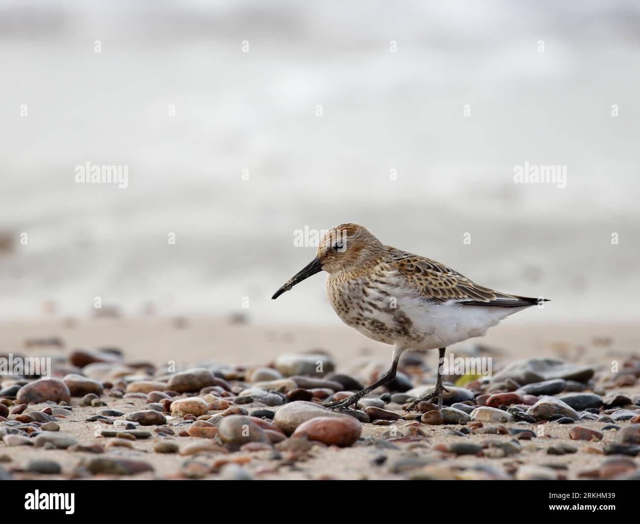 Dunlin on beach hi-res stock photography and images - Alamy