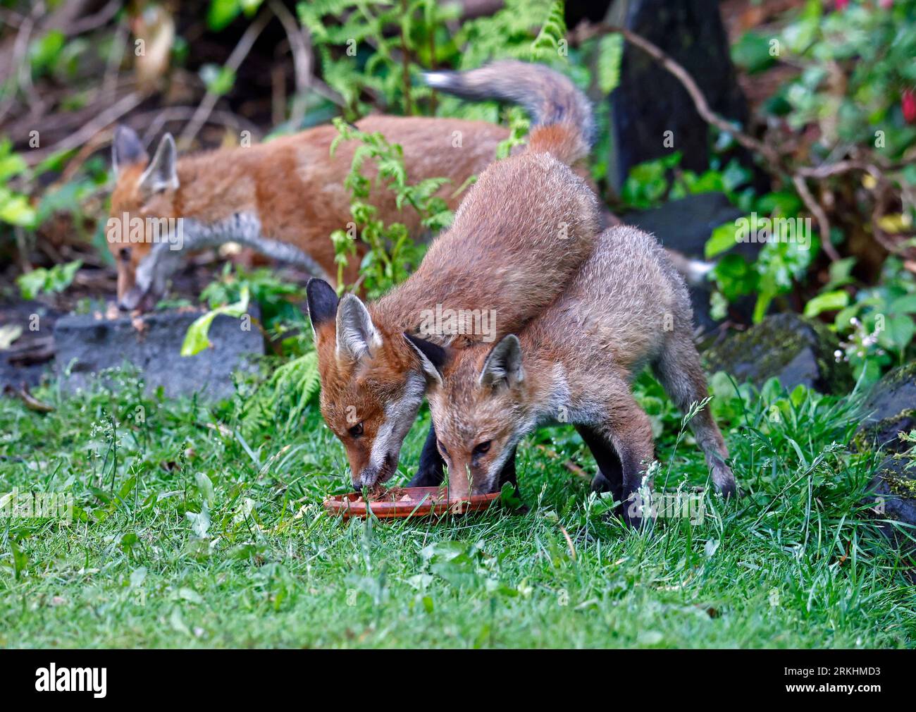 Garden and fox hi-res stock photography and images - Alamy