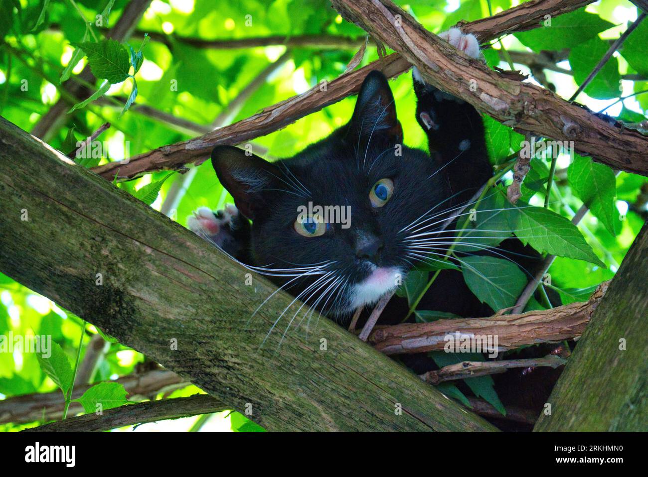 A close-up of a black and white cat perched on a tree branch with green ...