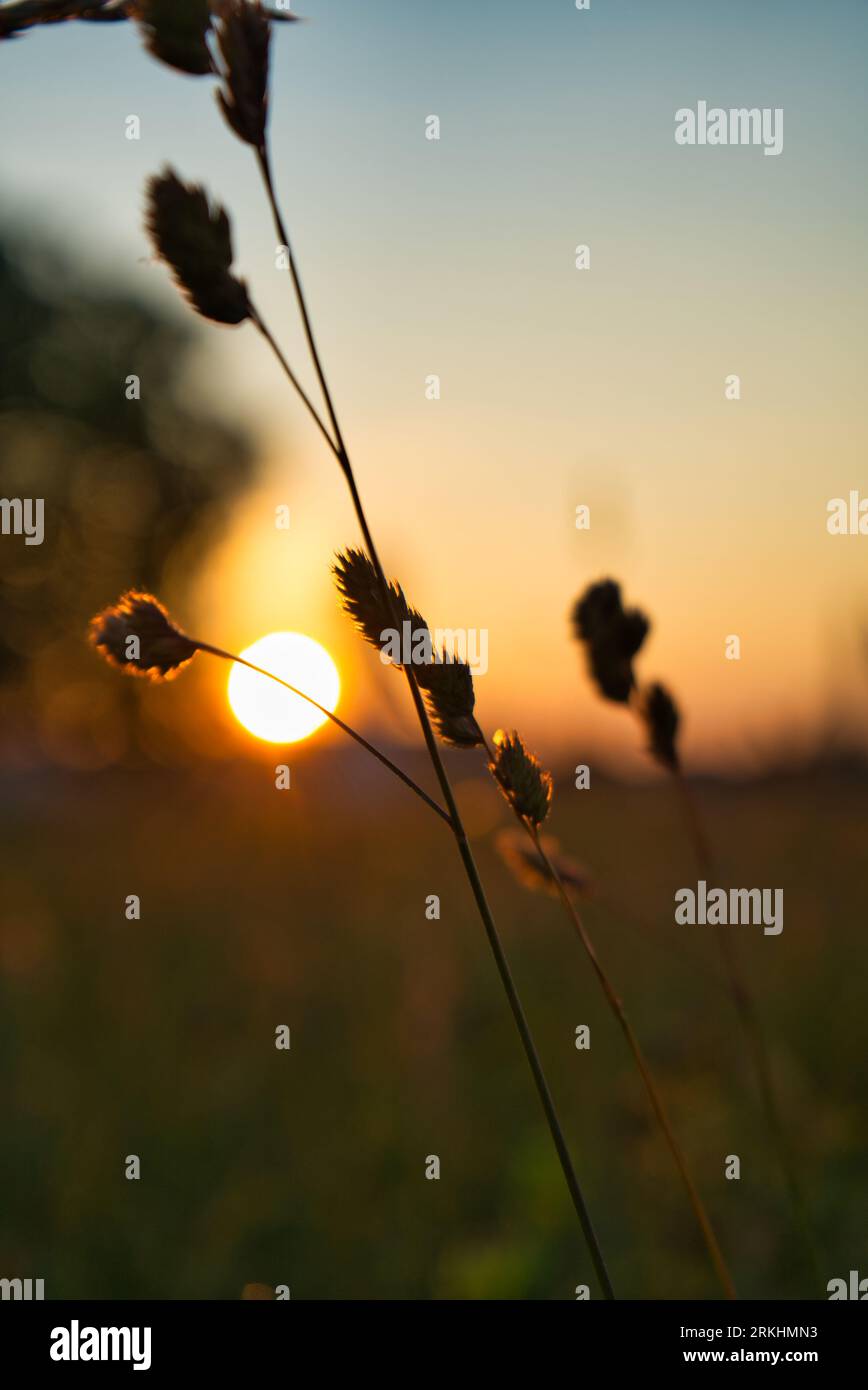 A beautiful sunset with golden sunlight radiating from the horizon ...