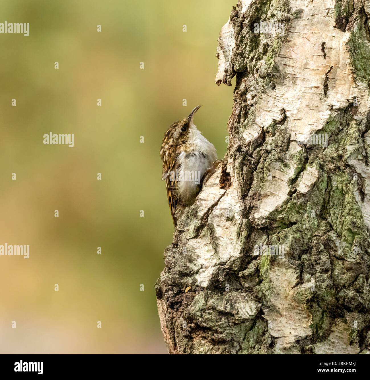 Small brown bird, the tree creeper, on the side of a tree trunk in the ...