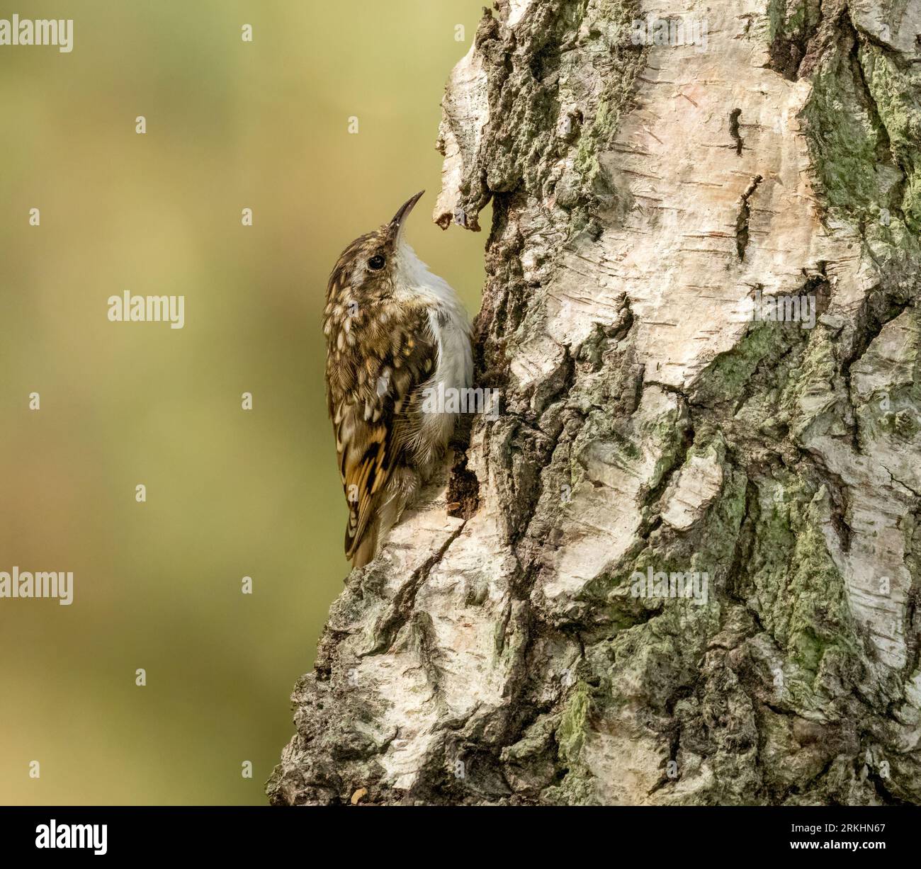 Small brown bird, the tree creeper, on the side of a tree trunk in the ...